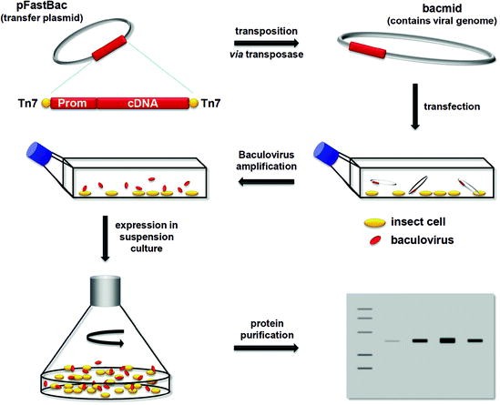 Insect Cells for Heterologous Production of Recombinant Proteins | SpringerLink