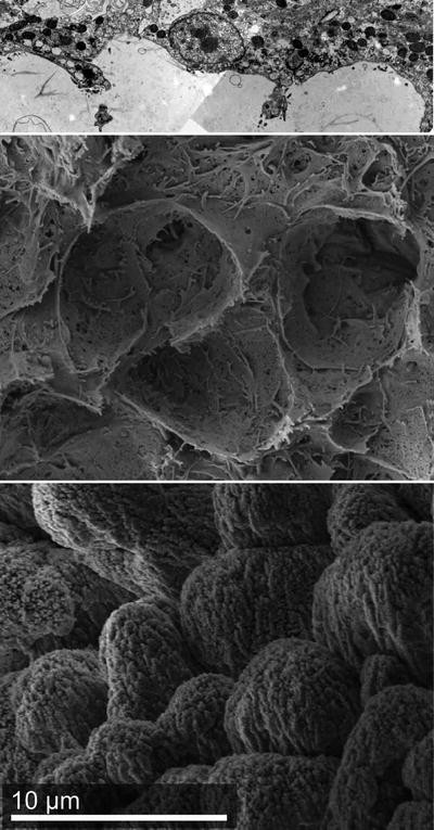 Coral Calcification, Cells to Reefs | SpringerLink