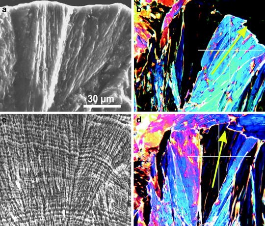 Coral Calcification, Cells to Reefs | SpringerLink