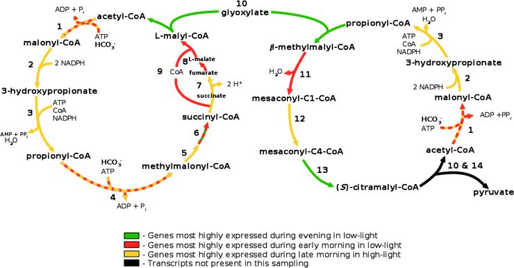 Comparative and Functional Genomics of Anoxygenic Green Bacteria from ...