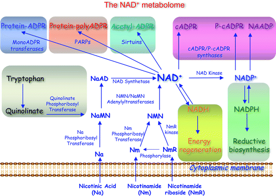 Niacin: Vitamin and Antidyslipidemic Drug | SpringerLink