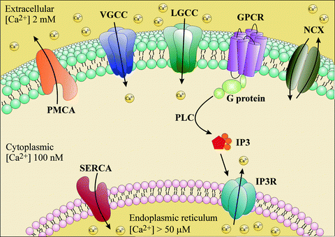 Development and Optimization of FLIPR High Throughput Calcium Assays ...