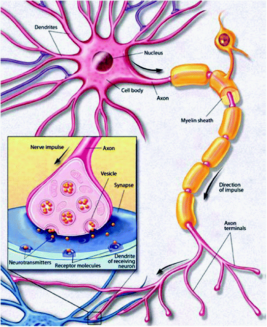 Optical Imaging and Control of Neurons | SpringerLink