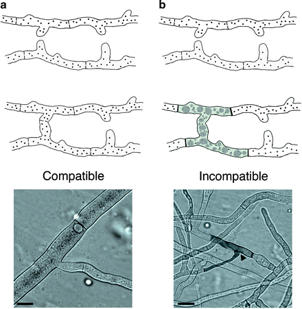 Programmed Cell Death and Heterokaryon Incompatibility in Filamentous ...