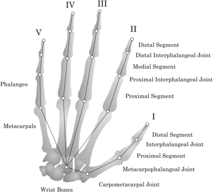 Kinematic Model of the Human Hand | SpringerLink