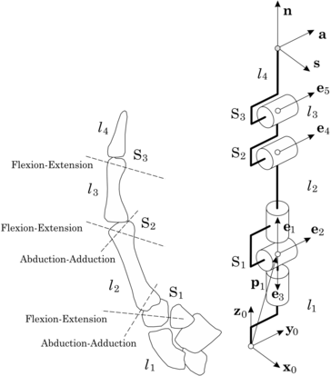 Kinematic Model of the Human Hand | SpringerLink