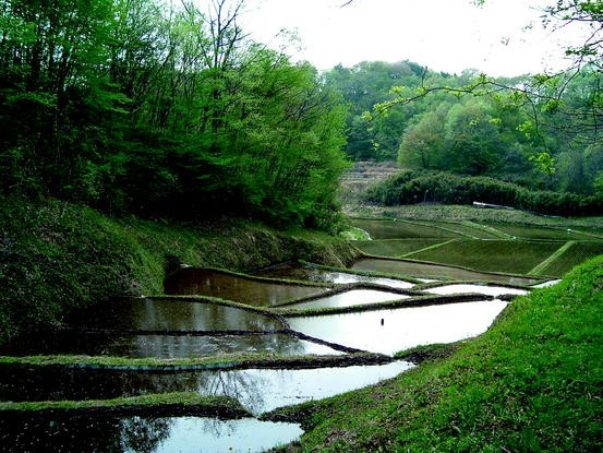 The Satoyama Landscape of Japan: The Future of an Indigenous ...
