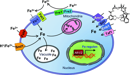 The Iron Metallome in Eukaryotic Organisms | SpringerLink