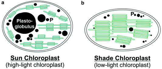 Plastoglobuli, Thylakoids, Chloroplast Structure and Development of ...