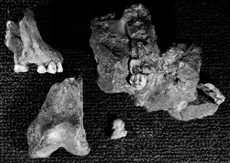 Australopithecus from Sterkfontein Caves, South Africa | SpringerLink