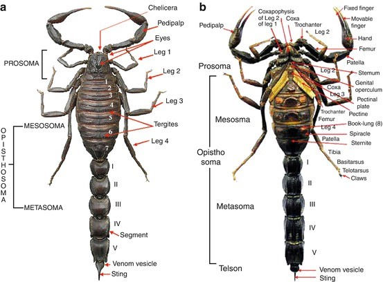 Introduction to Scorpion Biology and Ecology | SpringerLink