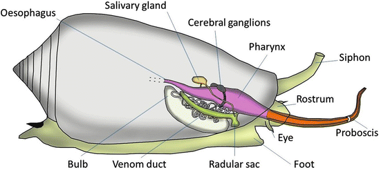 Phyla Molluska: The Venom Apparatus of Cone Snails | SpringerLink