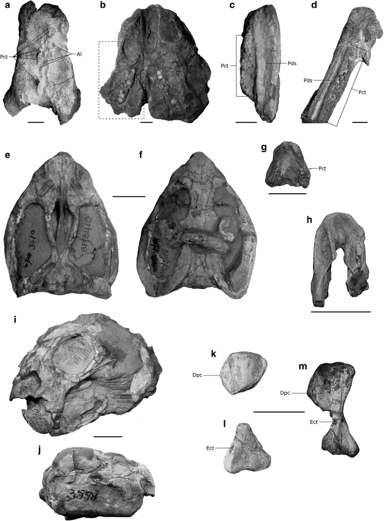 Permian and Triassic Dicynodont (Therapsida: Anomodontia) Faunas of the ...