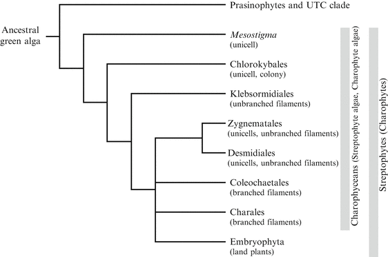 Early Terrestrialization: Transition from Algal to Bryophyte Grade ...