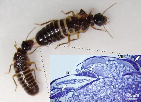 Termite Communication During Different Behavioral Activities | SpringerLink