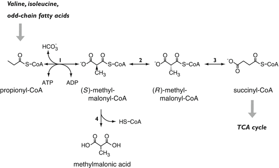 Cobalt: Its Role in Health and Disease | SpringerLink