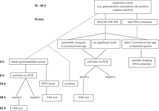 Detection Methods for Laboratory Diagnosis of Diphtheria | SpringerLink