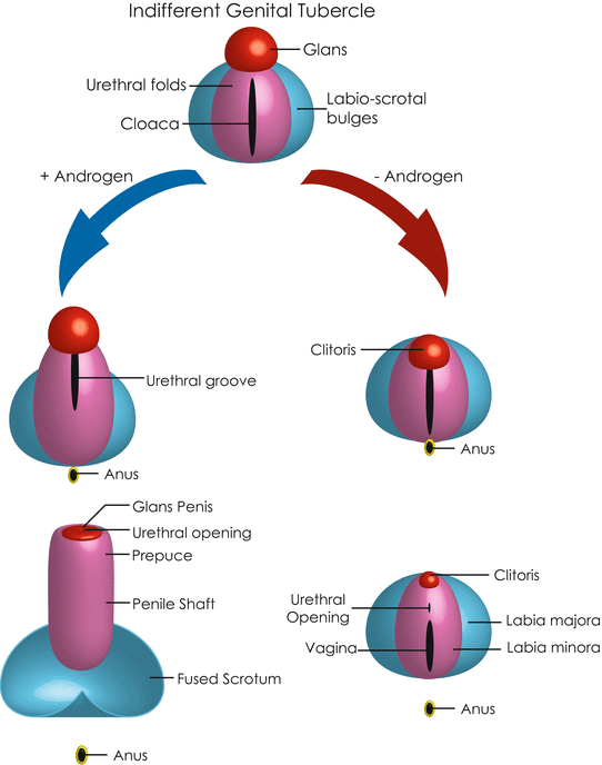 The Reproductive System | SpringerLink