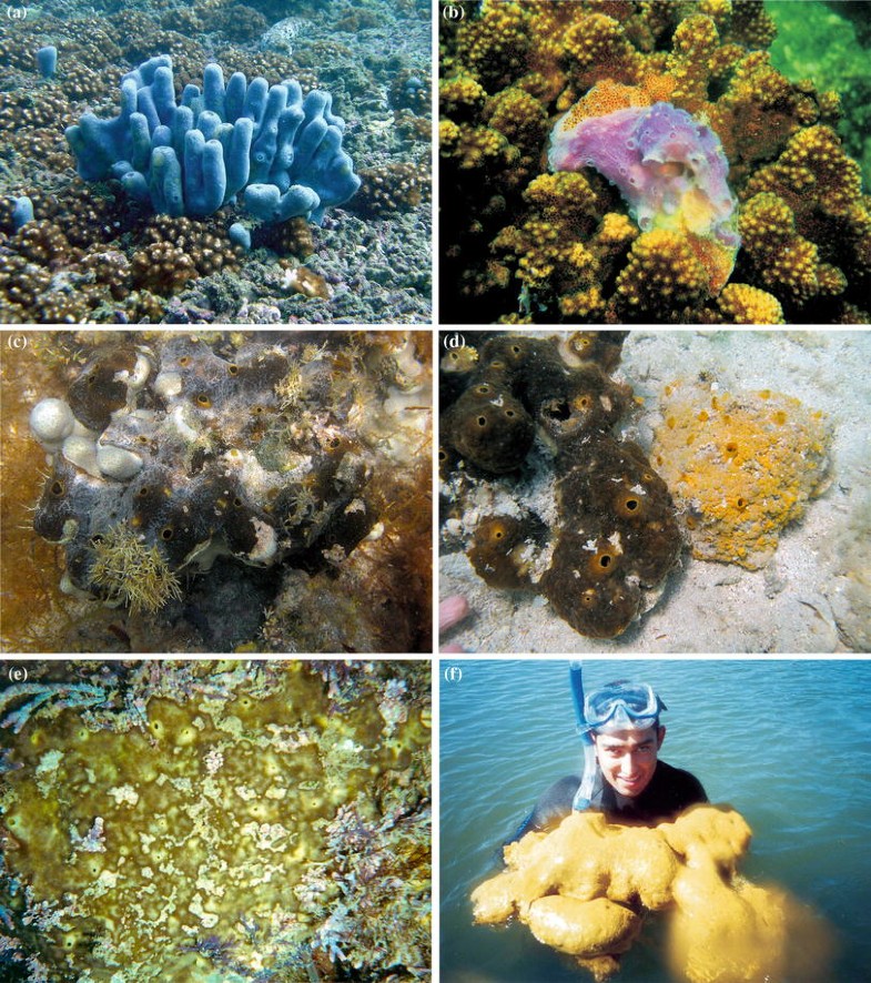 Coral Reef Bioerosion in the Eastern Tropical Pacific | SpringerLink