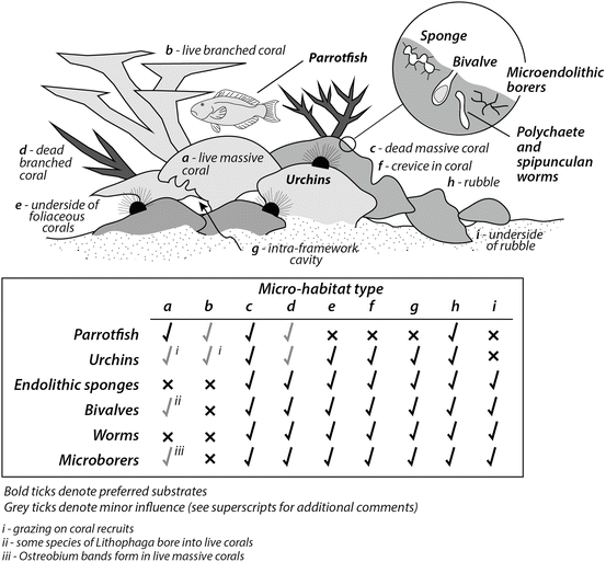 Bioerosion on Modern Reefs: Impacts and Responses Under Changing ...