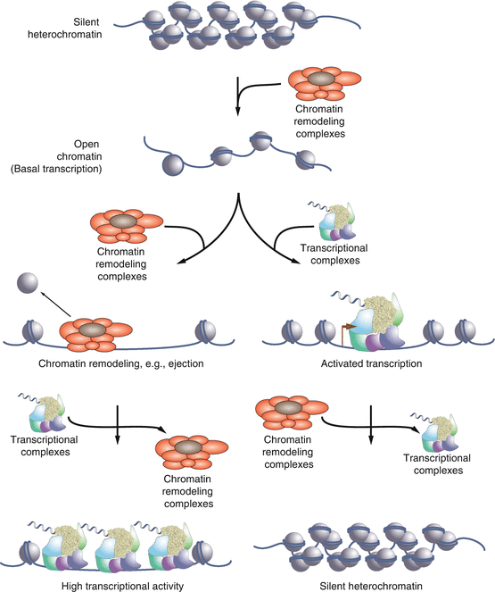 Chromatin Remodeling | SpringerLink