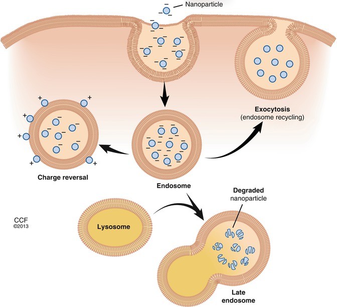 Nanoparticles: Cellular Uptake and Cytotoxicity | SpringerLink