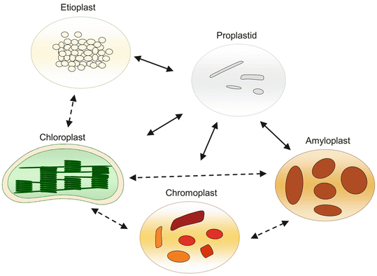 Biogenesis of Chloroplasts | SpringerLink