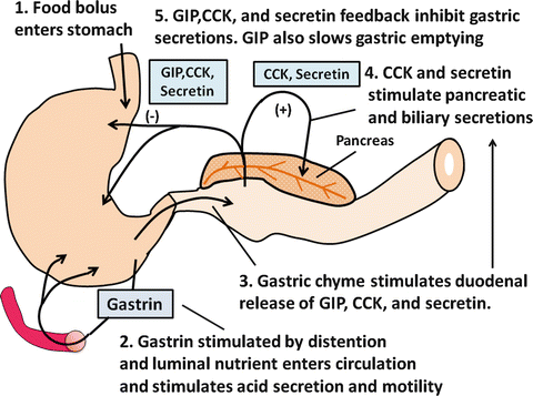 Regulation of Gastrointestinal Functions | SpringerLink
