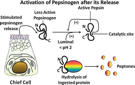 Gastric Physiology | SpringerLink