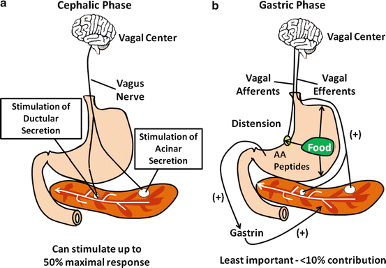 Pancreatic Physiology | SpringerLink