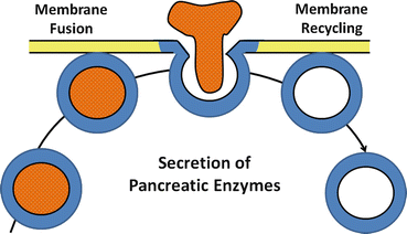 Pancreatic Physiology | SpringerLink