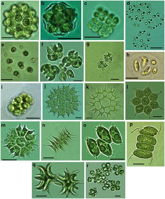 Phytoplankton | SpringerLink
