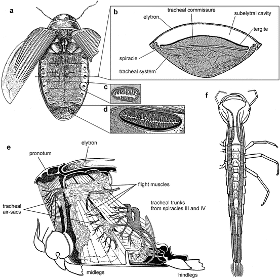 Morphology, Anatomy, and Physiological Aspects of Dytiscids | SpringerLink