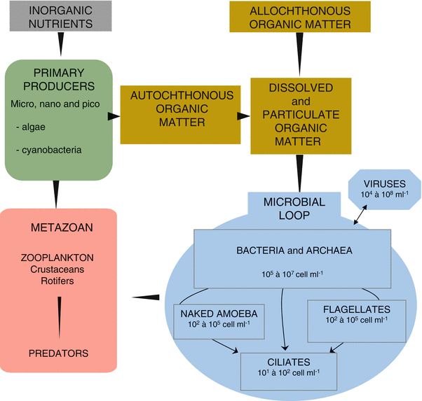 Microbial Food Webs in Aquatic and Terrestrial Ecosystems | SpringerLink