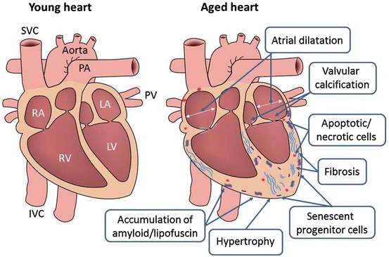 Cardiac Senescence and Autophagy | SpringerLink