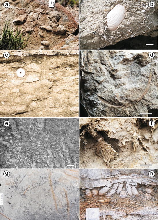 The Mesozoic Marine Revolution | SpringerLink