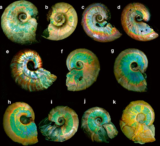 Ammonoid Color Patterns | SpringerLink
