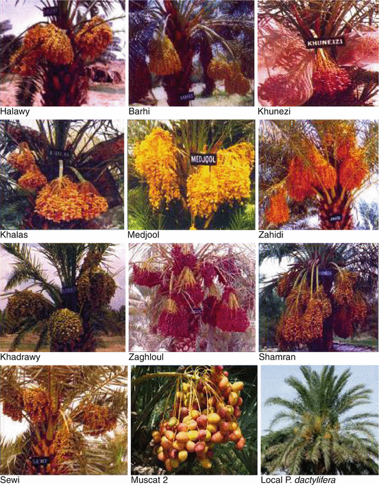 Date Palm Status and Perspective in India | SpringerLink