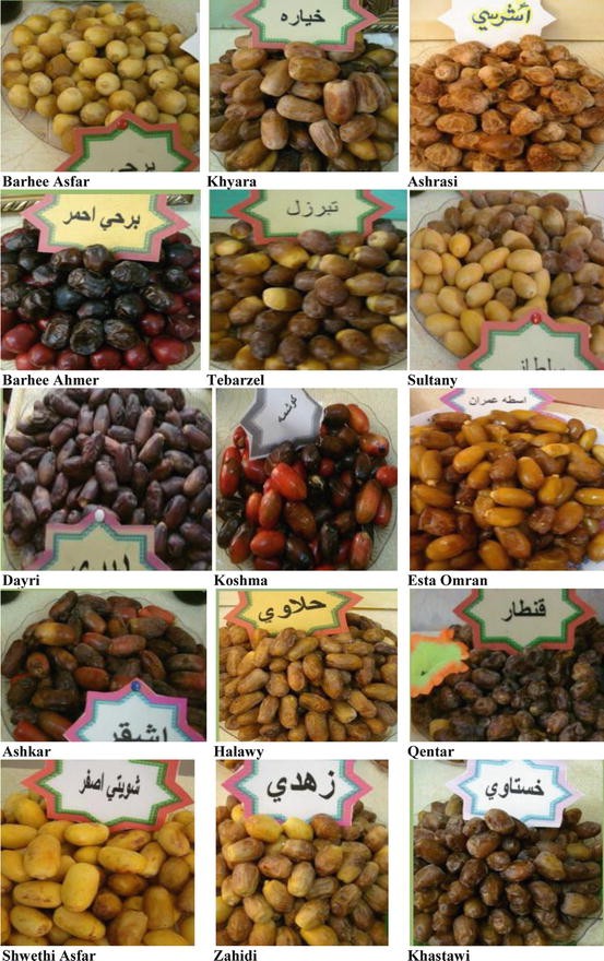 Date Palm Status and Perspective in Iraq | SpringerLink