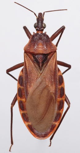 Hematophagous Bugs (Reduviidae, Triatominae) | SpringerLink
