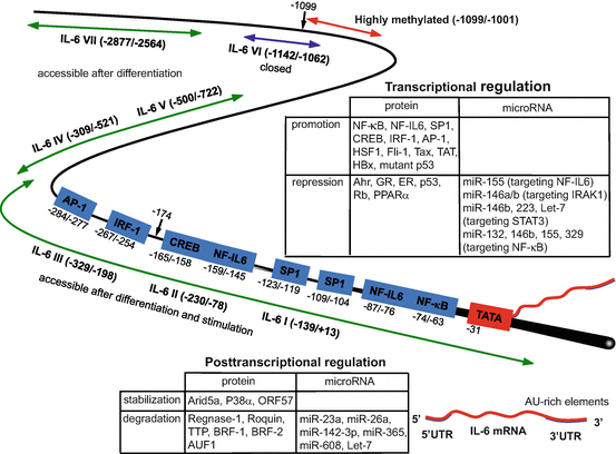 Regulation of IL-6 in Immunity and Diseases | SpringerLink