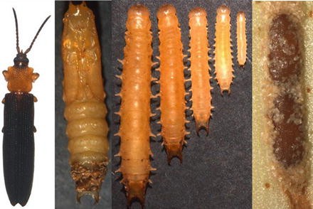 Coconut Leaf Beetle Brontispa longissima Gestro | SpringerLink