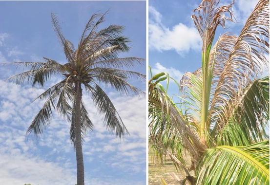 Coconut Leaf Beetle Brontispa longissima Gestro | SpringerLink