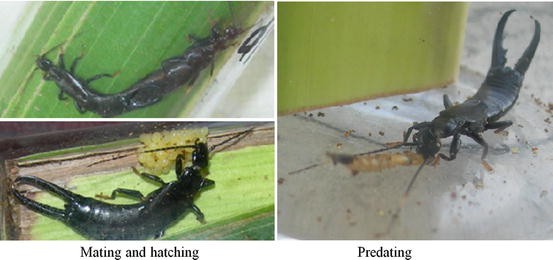 Coconut Leaf Beetle Brontispa longissima Gestro | SpringerLink