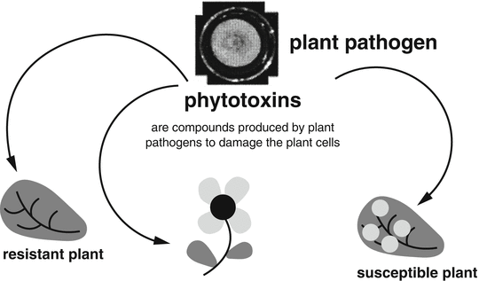 Phytotoxins | SpringerLink