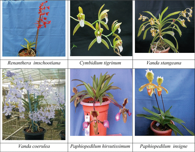 Endangered Orchids and Their Conservation in North East India ...