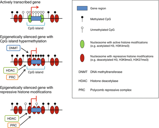 Relationship Between Noncoding RNA Dysregulation and Epigenetic ...
