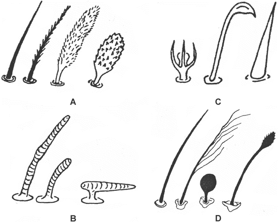 Morphology and Anatomy of Acari | SpringerLink