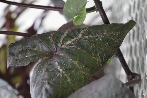 Light Quality Effects on Intumescence (Oedema) on Plant Leaves ...