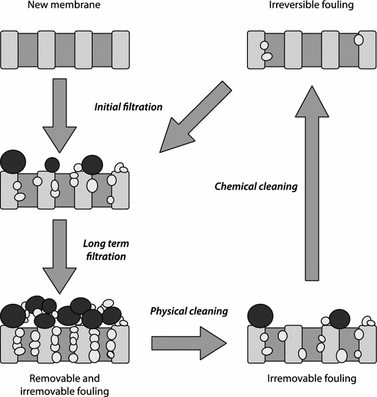 Fouling in Membrane Bioreactors | SpringerLink